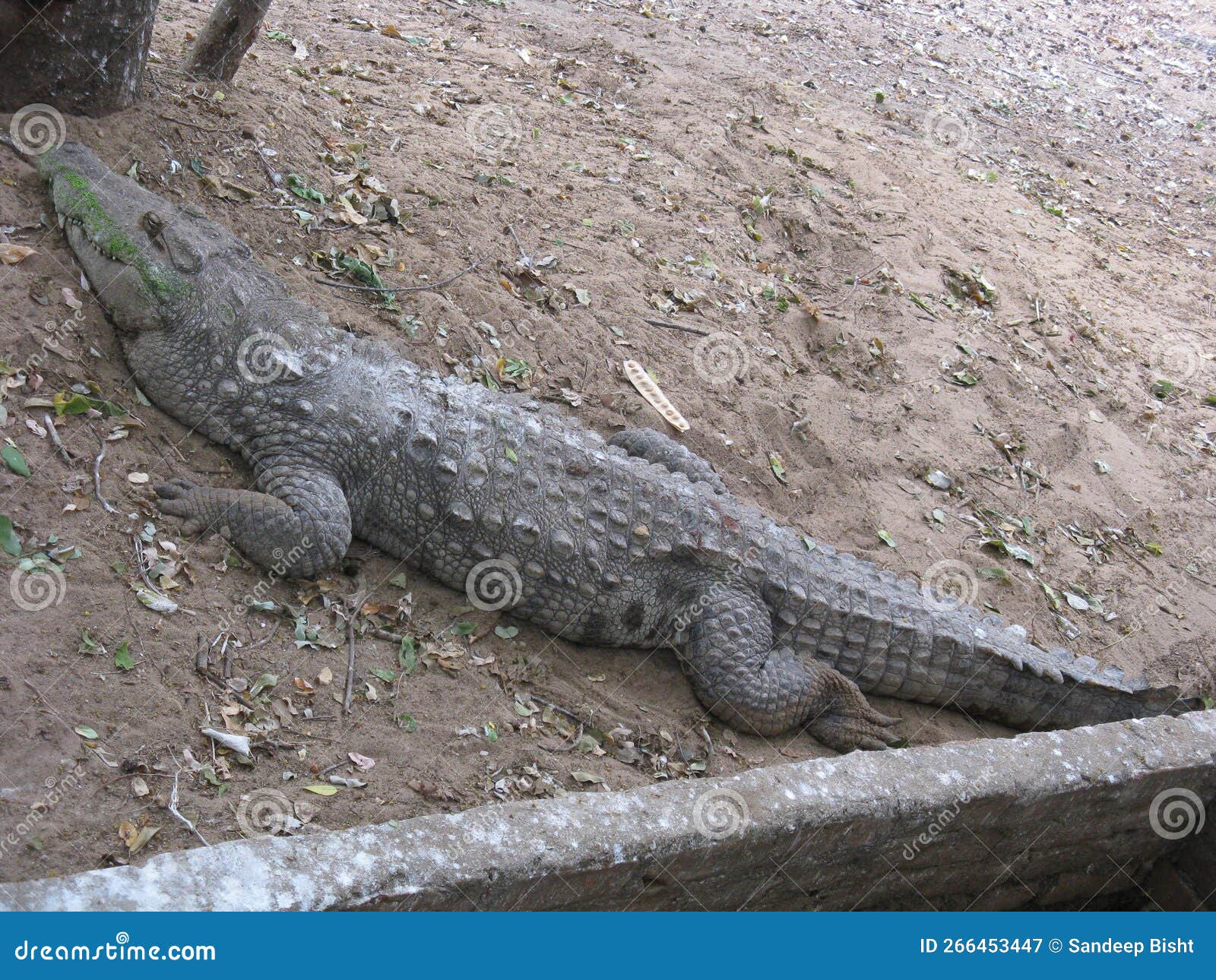 Large Adult Crocodile with Its Teeth Visible Lying on a Sand Stock ...