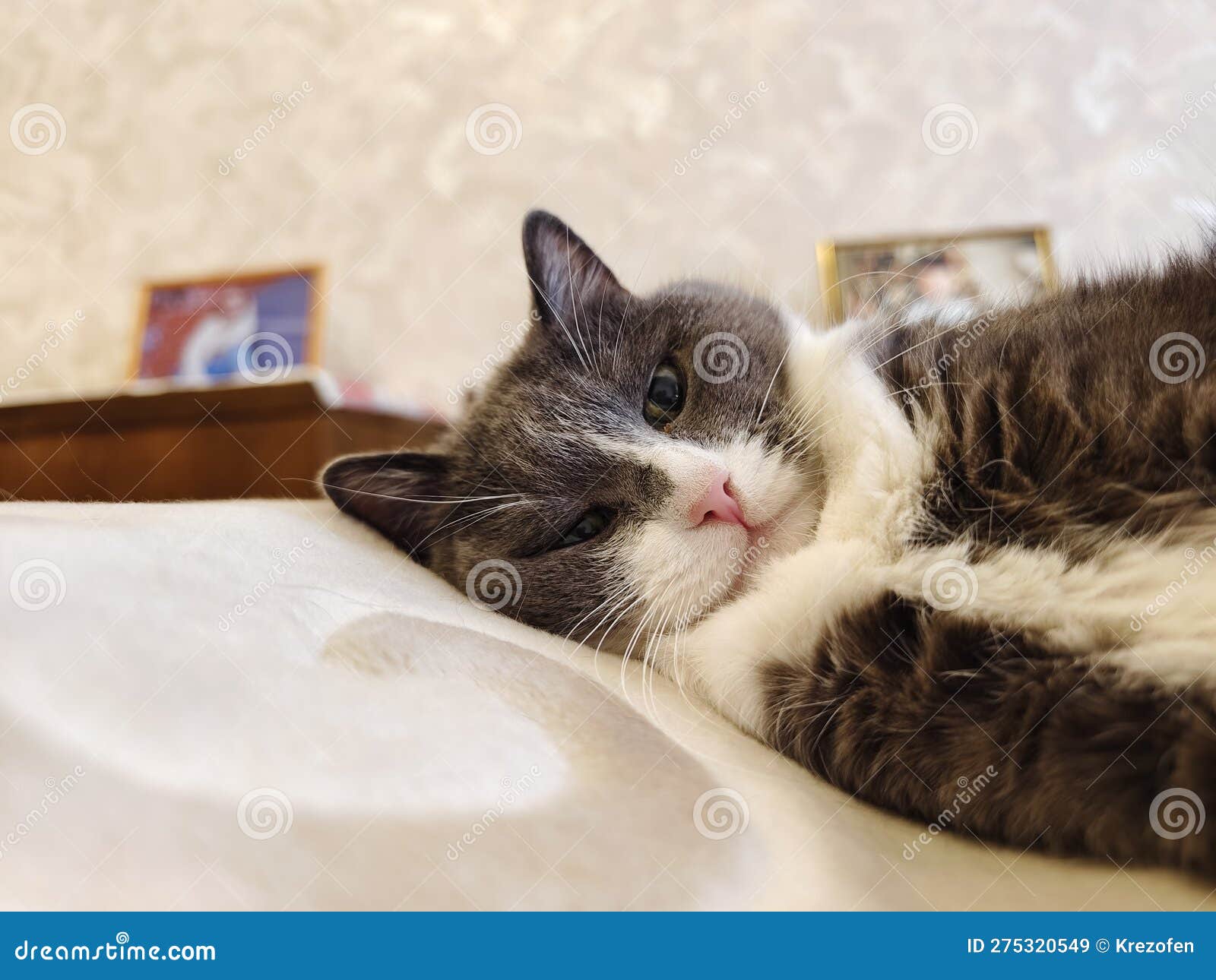 Large Adult Gray Cat Napping on the Bed Stock Image - Image of gray ...