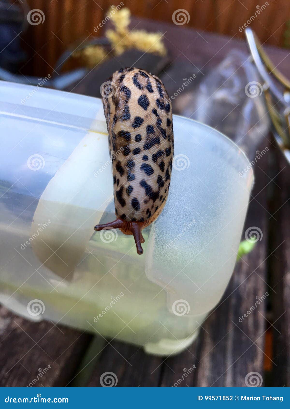 Large adult Limax maximus stock photo. Image of macro - 99571852