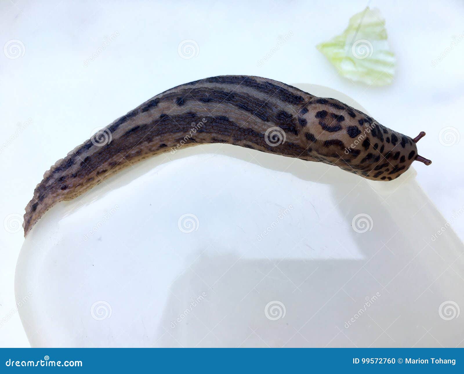 Large adult Limax maximus stock photo. Image of body - 99572760