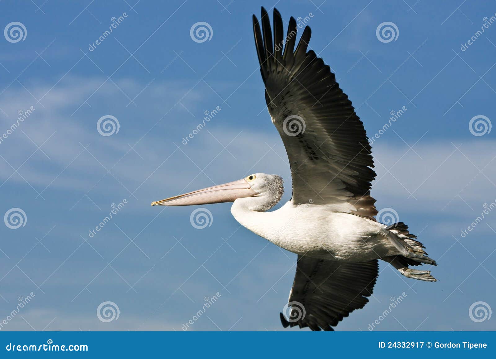 Large Adult Pelican in Full Flight Stock Image - Image of adult, flight ...