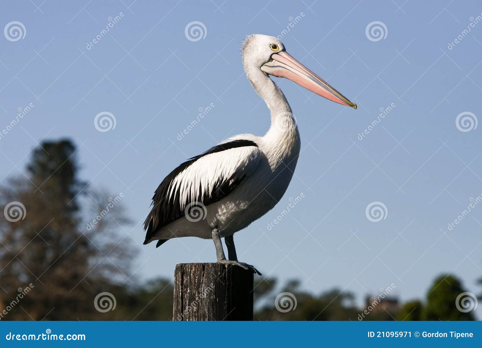 Large Adult Pelican Standing on Timber Post Stock Image - Image of ...
