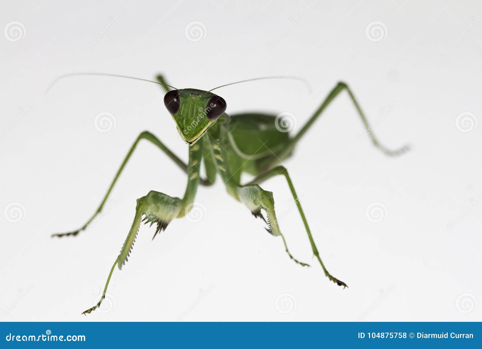 Praying Mantis Close Up stock photo. Image of close - 104875758
