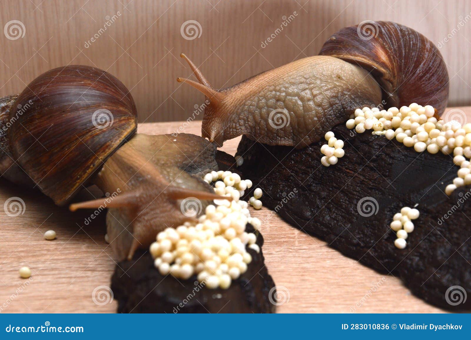 Large African Achatina Snails Stock Photo - Image of young, life: 283010836