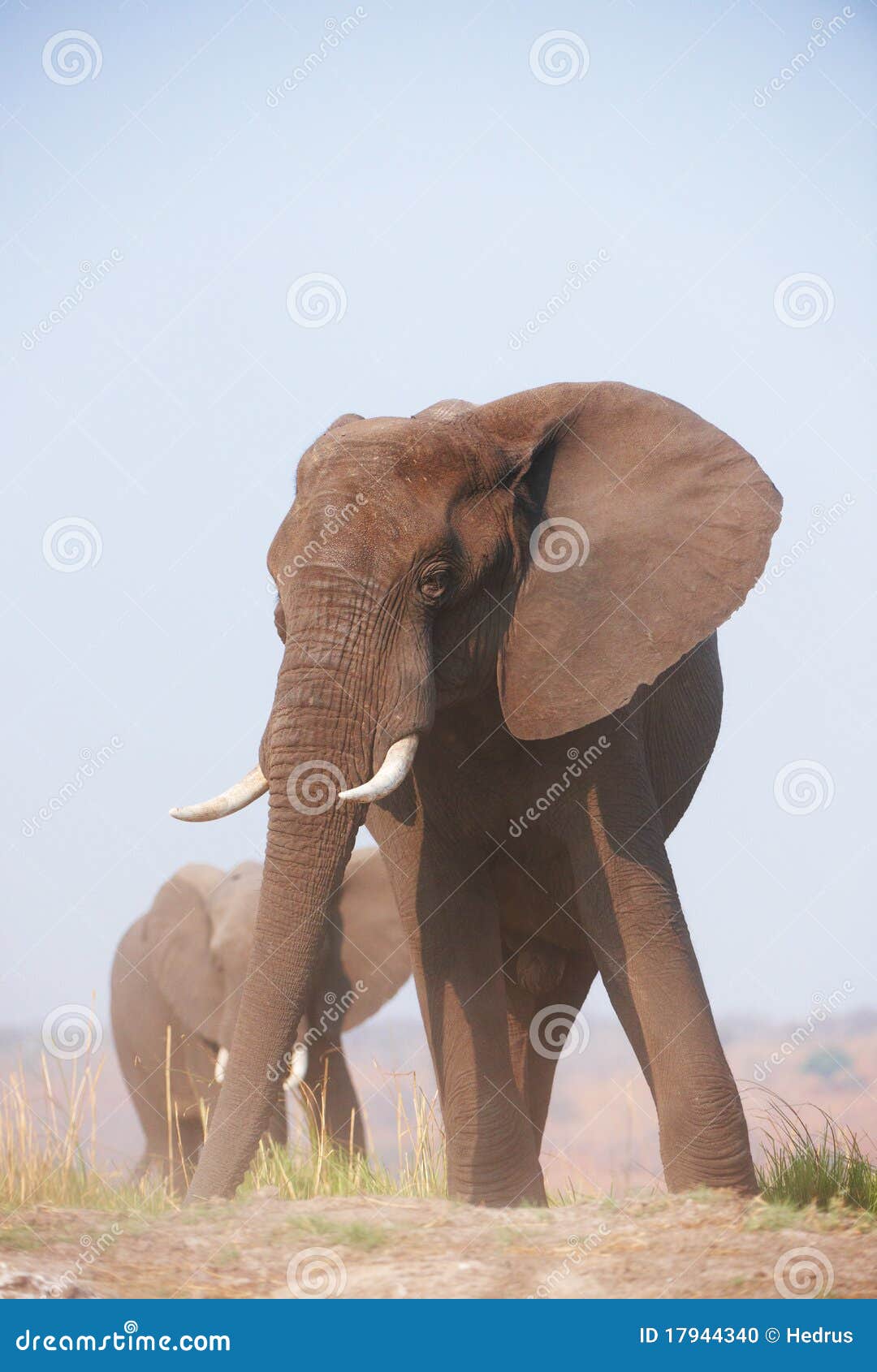 Large African Elephant Bull Stock Photo - Image of mammal, giant: 17944340