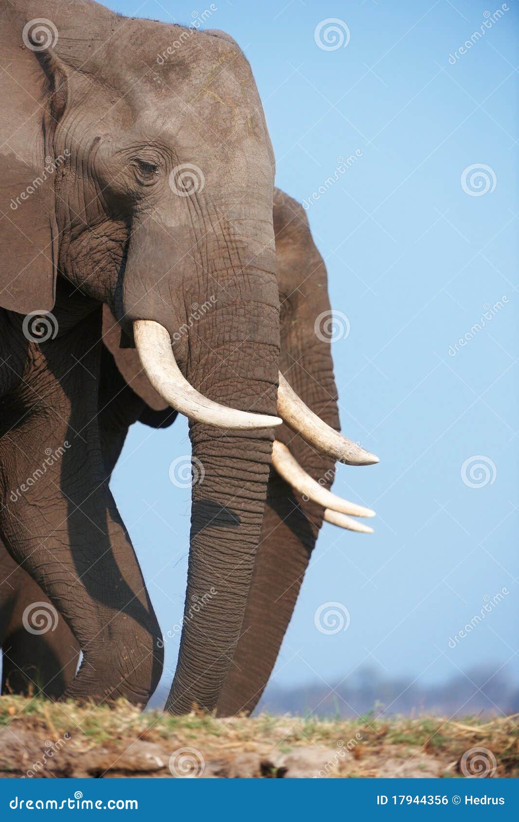 Large African Elephant Bull Stock Photo - Image of animal, savannah ...