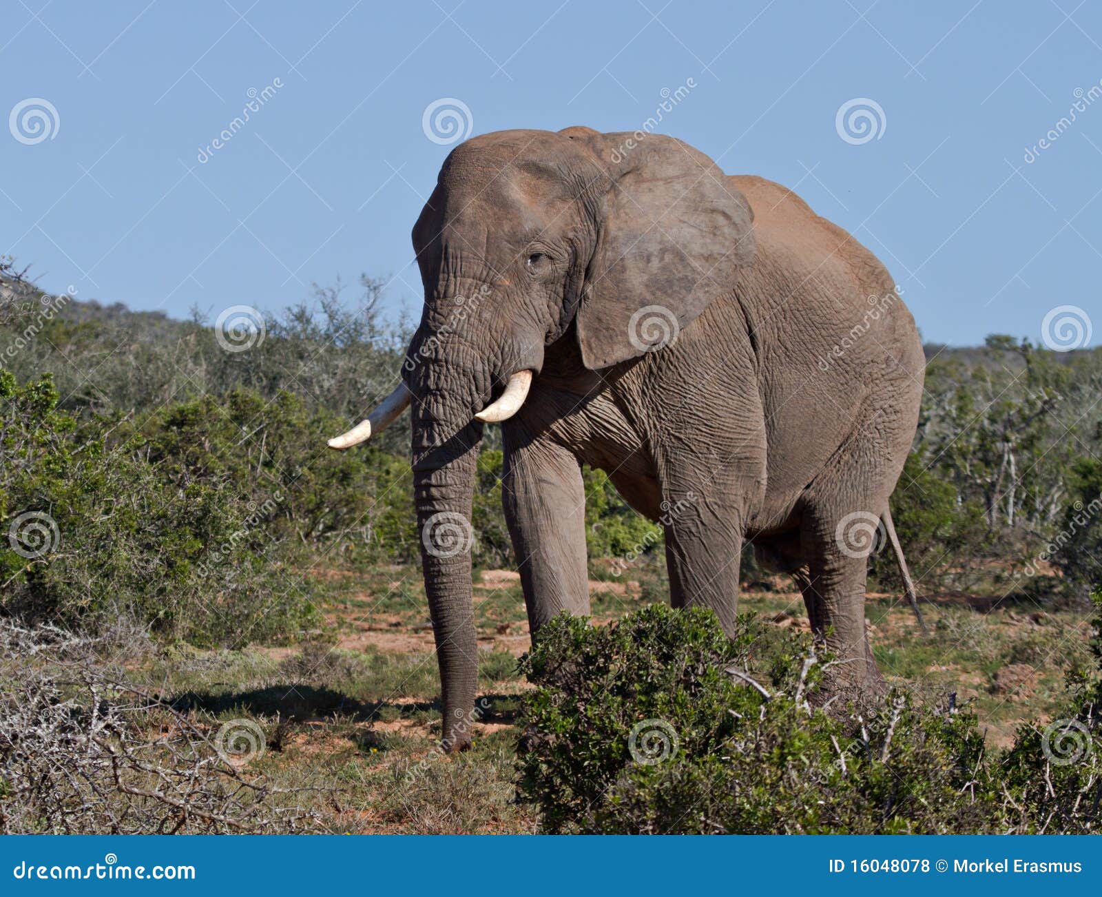Large African Elephant Bull in the Bush Stock Photo - Image of nature ...