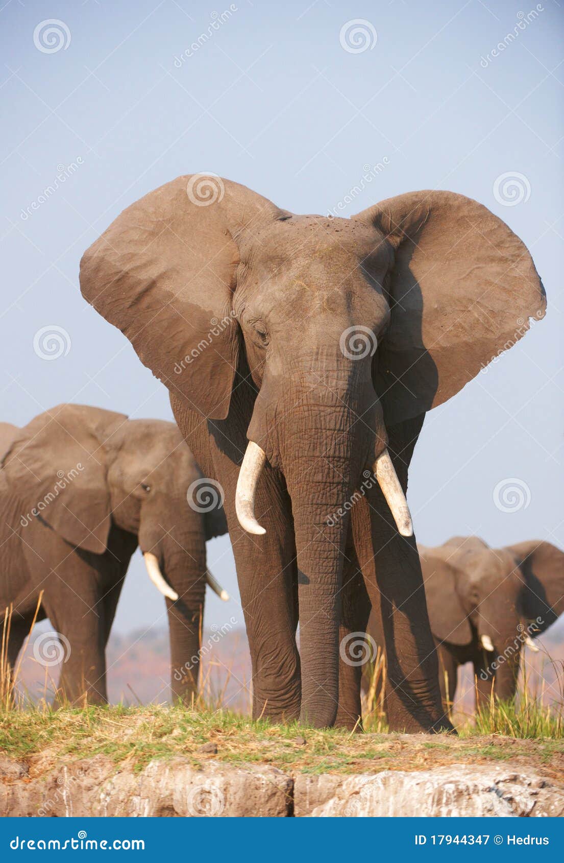 Large African Elephant Bull in a Herd Stock Image - Image of eating ...