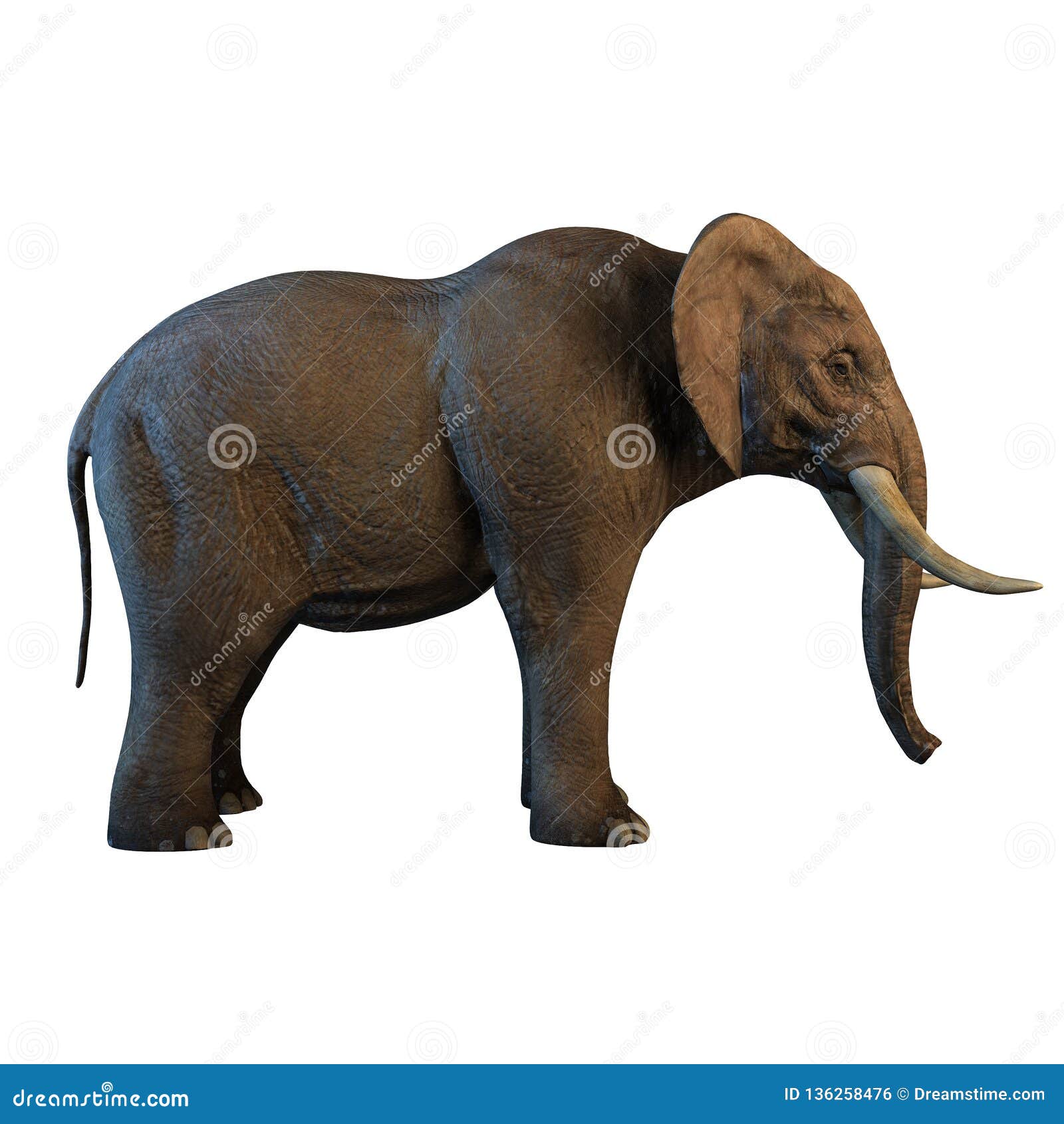 Large African Elephant Isolated on White Background 3d Illustration ...