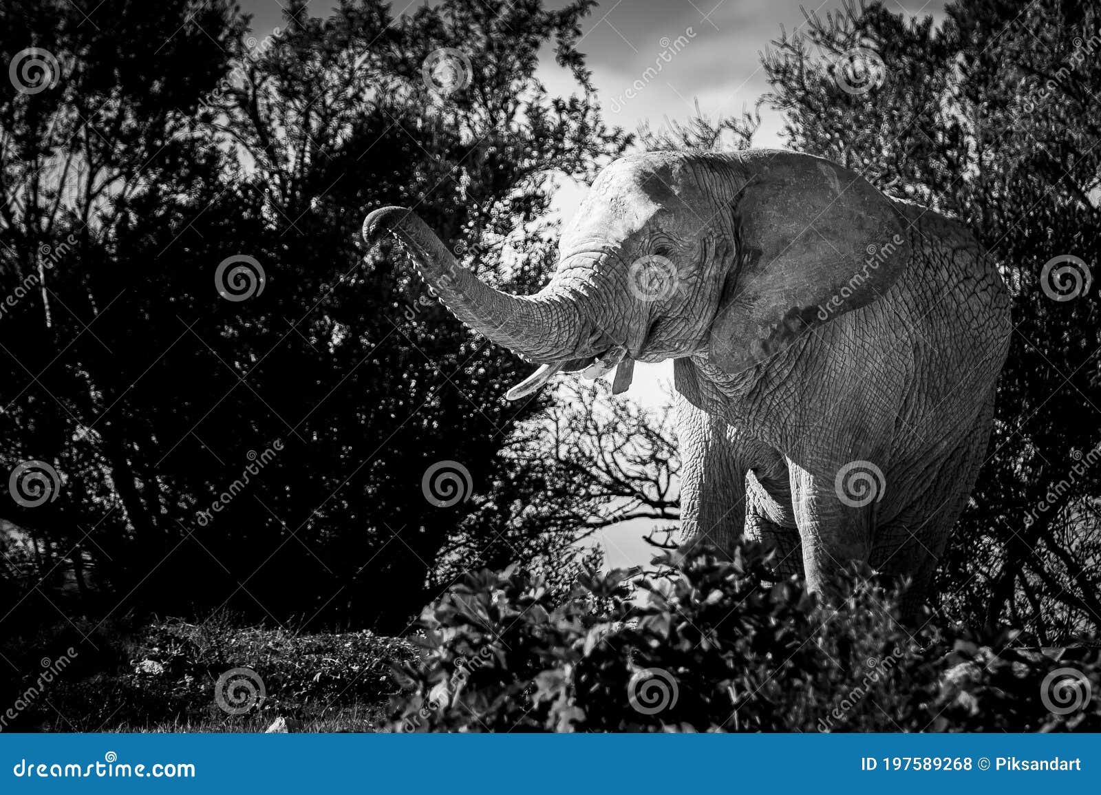 African Elephant with Trunk Raised Stock Photo - Image of gray, park ...