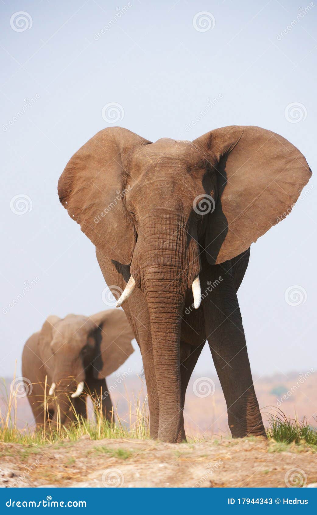 Large African elephants stock image. Image of dangerous - 17944343