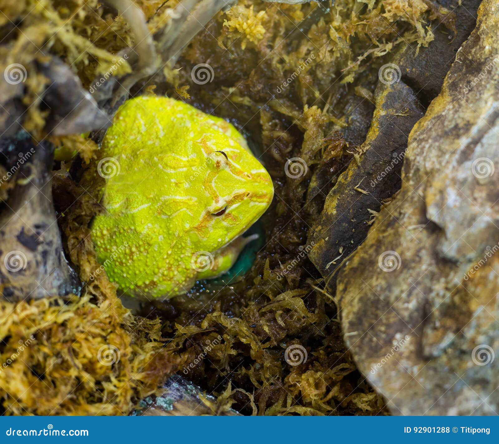A Large African Pixie Frog Sitting and Looking Forward Stock Photo ...