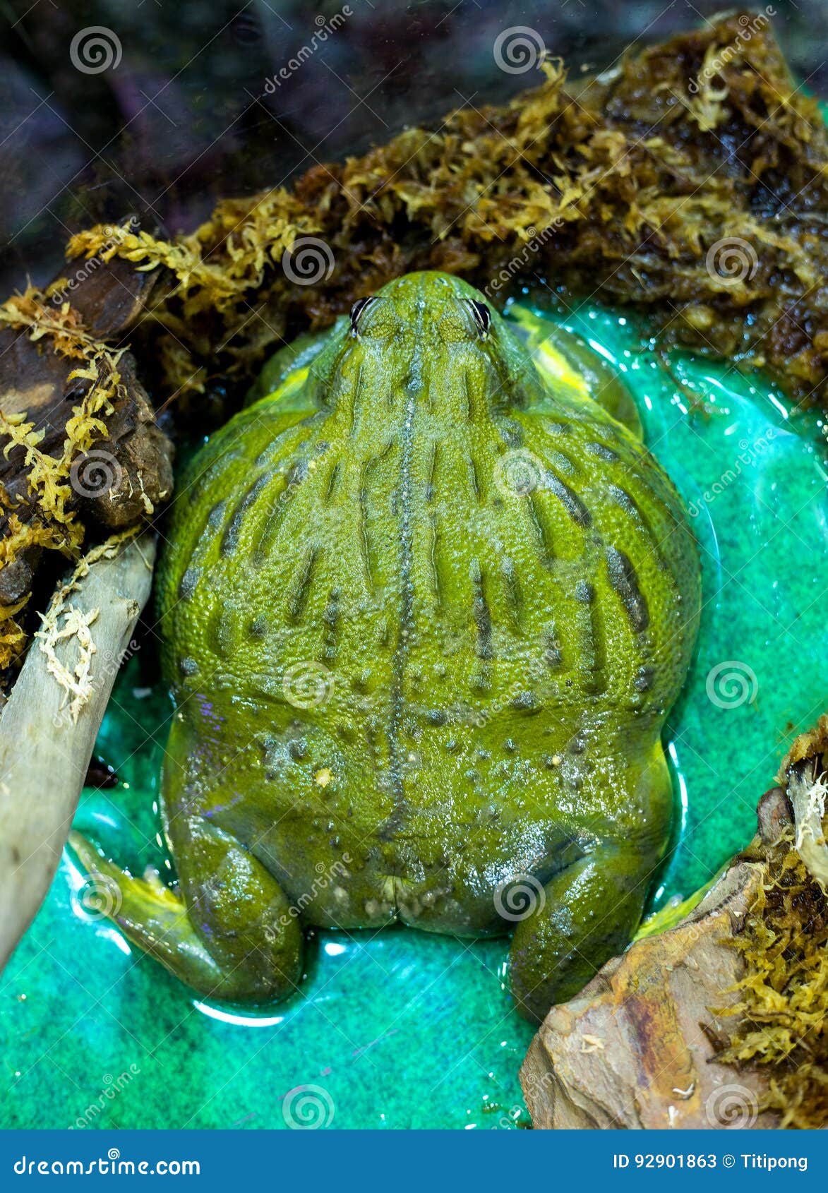 African Pixie Frog Royalty-Free Stock Photography | CartoonDealer.com ...