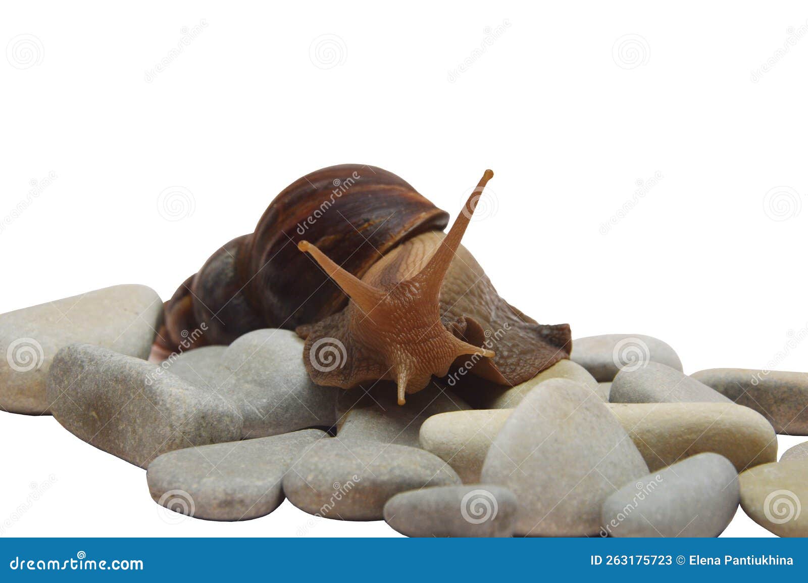 A Large African Snail Achatina Crawls Out Of The Shell On Sea Stones