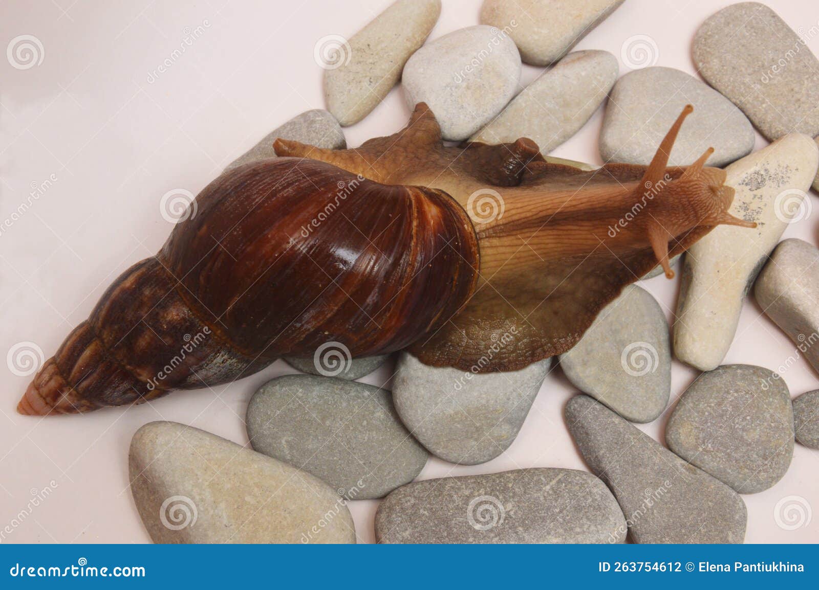A Large Snail Achatina From The Shell Lies On The Stones On A Light