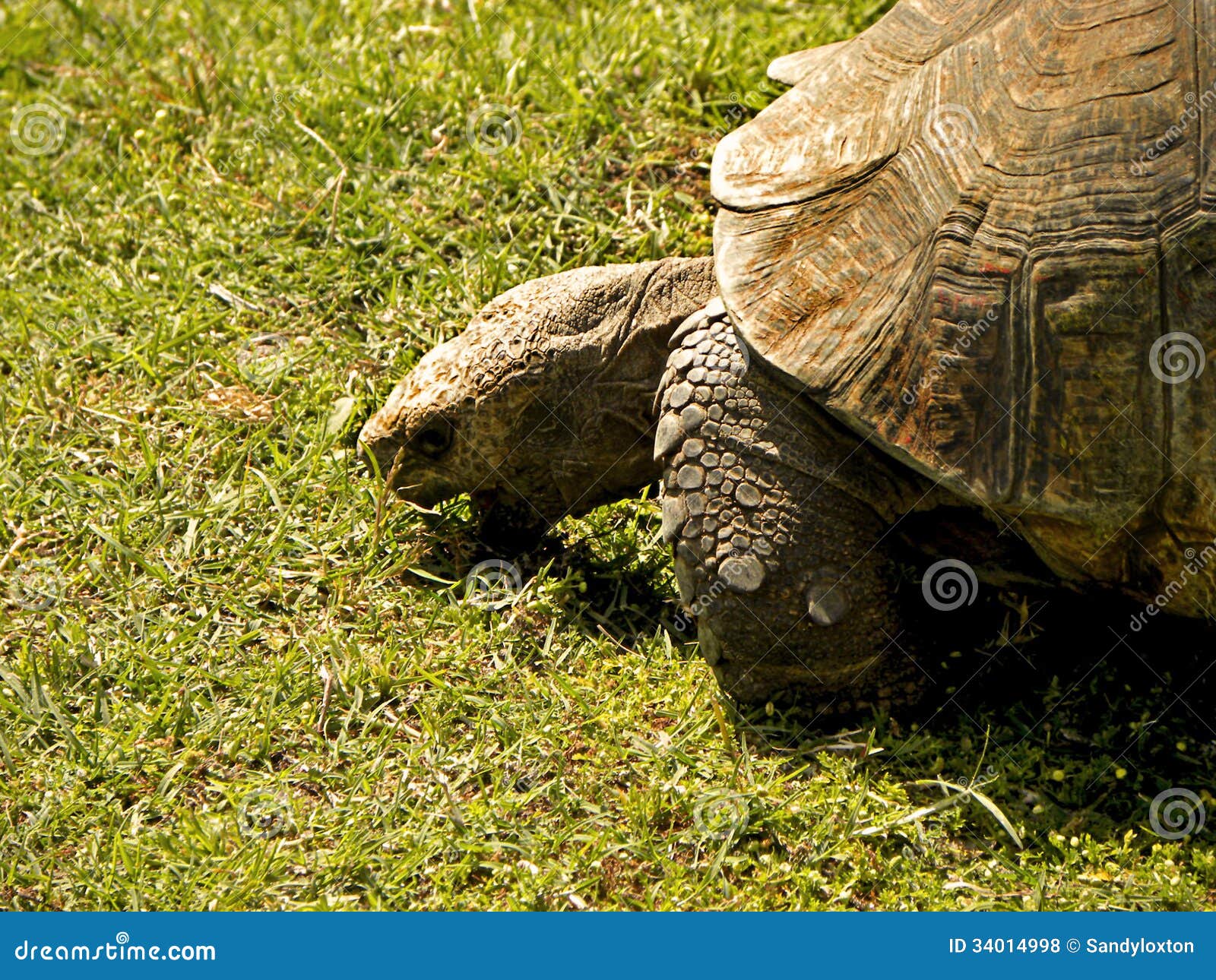 Large African Tortoise stock photo. Image of reptiles - 34014998
