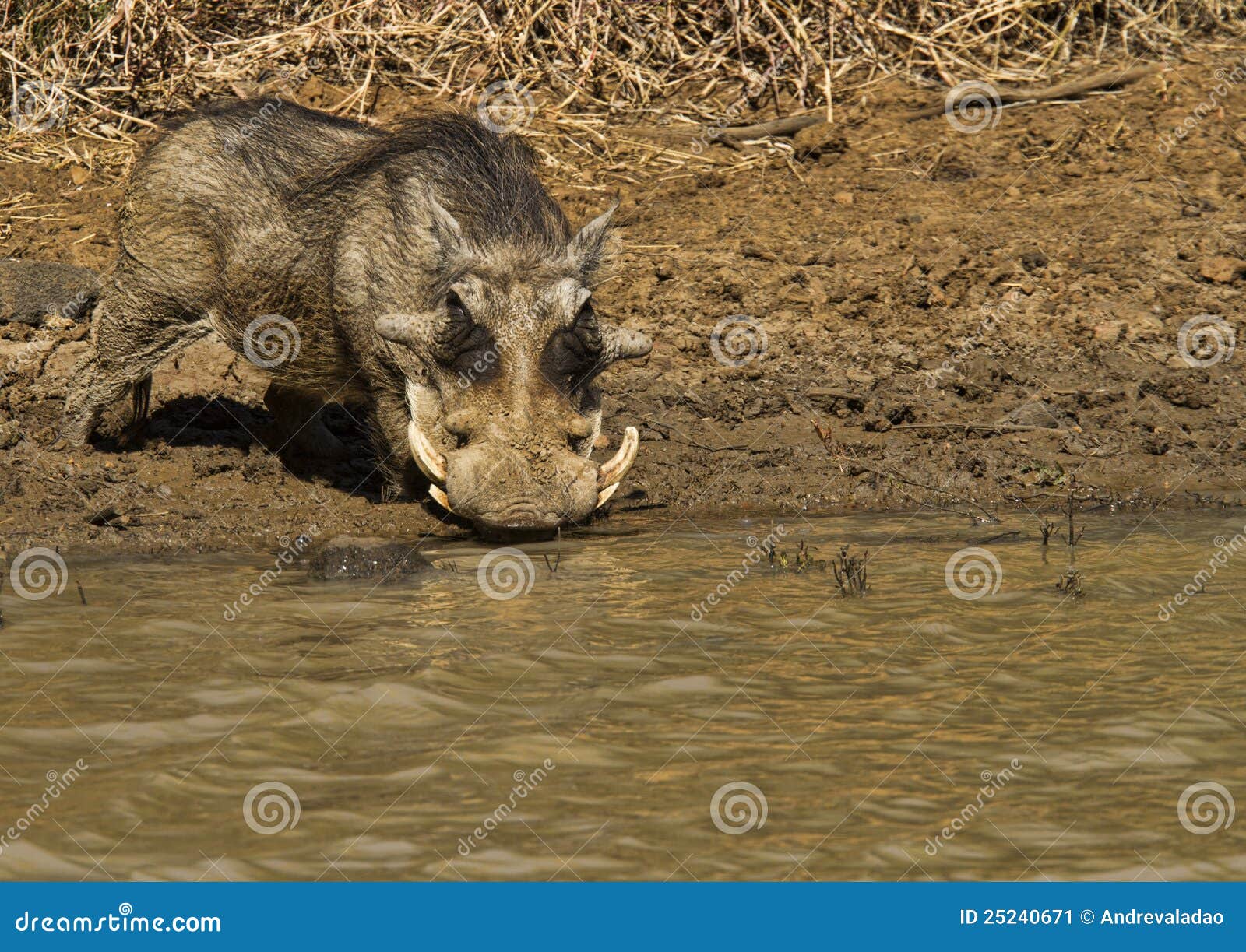 Large african warthog stock image. Image of nature, tusk - 25240671