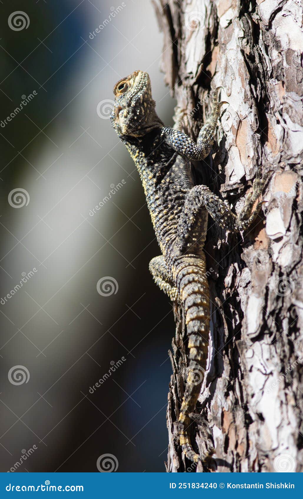 Large Agama Lizard Sits on a the Pine Tree in Turkey -Stellagama ...