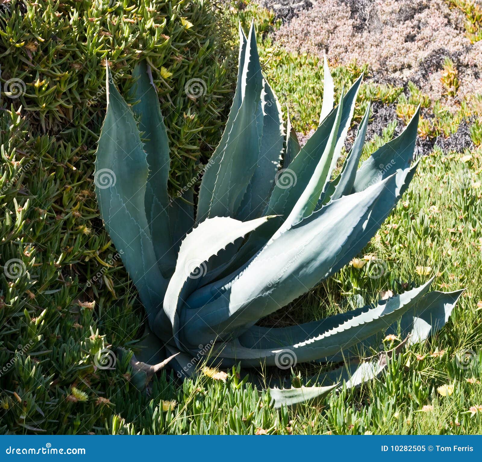 Large Agave Plant stock image. Image of abstract, thorns - 10282505
