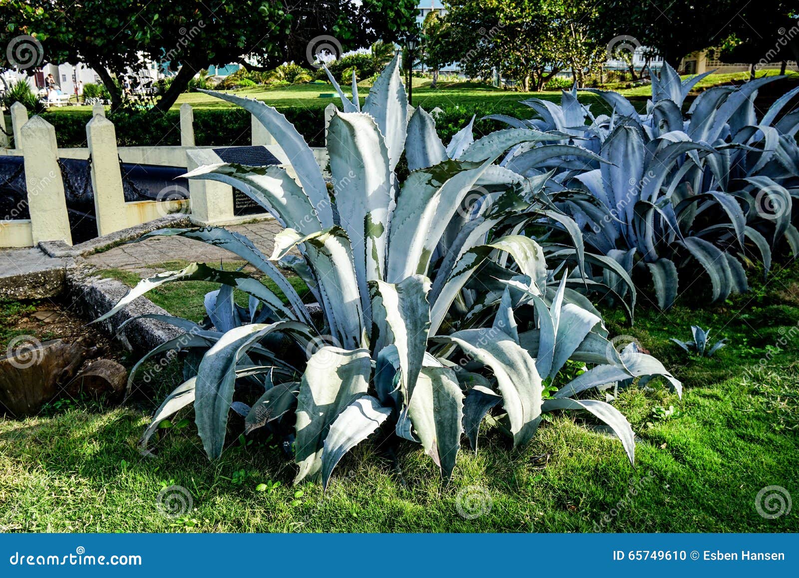 Large Agave plants stock photo. Image of agave, large - 65749610