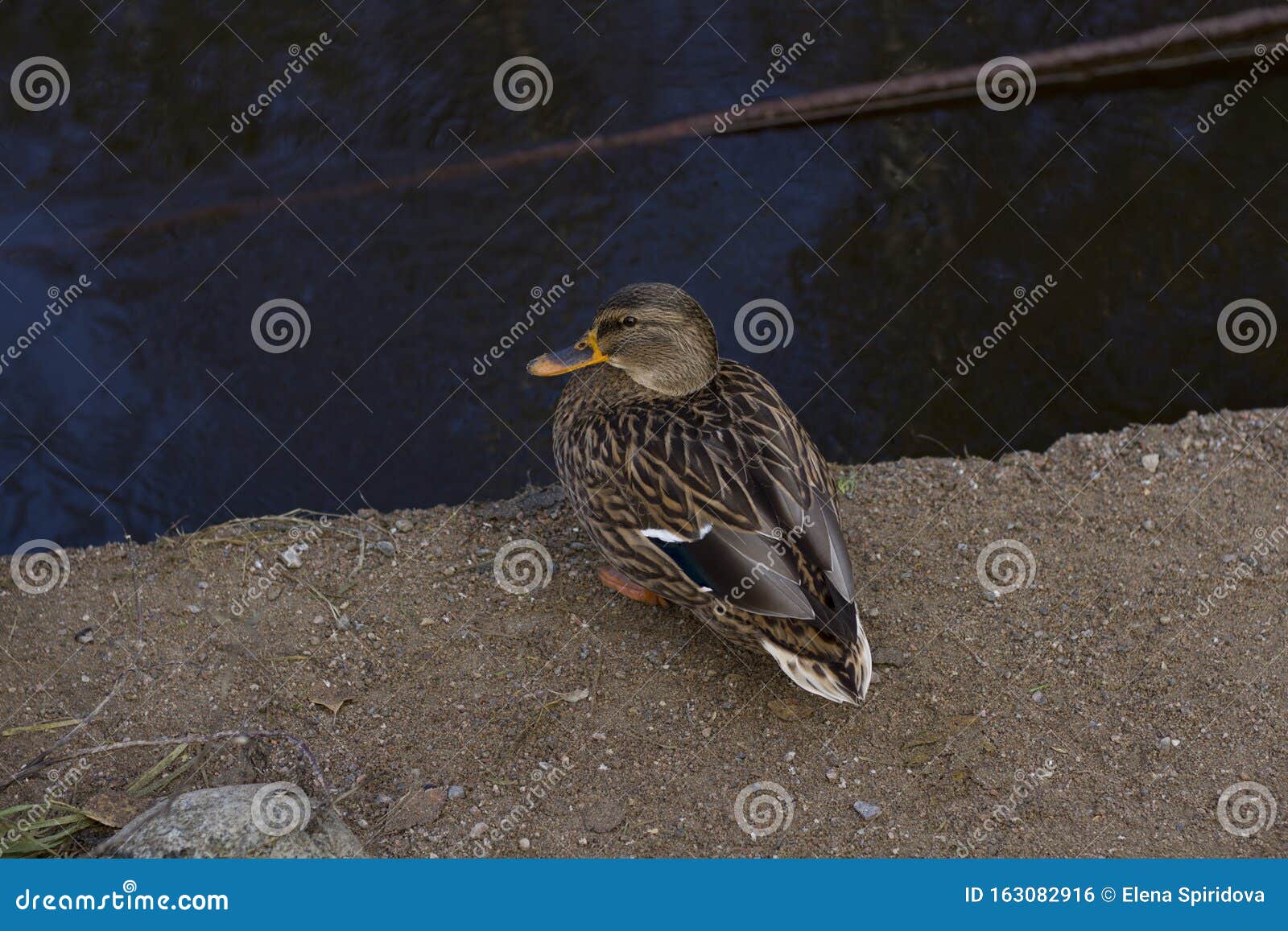 Large Alan Duck Sitting on the River Bank Stock Photo - Image of cloud ...