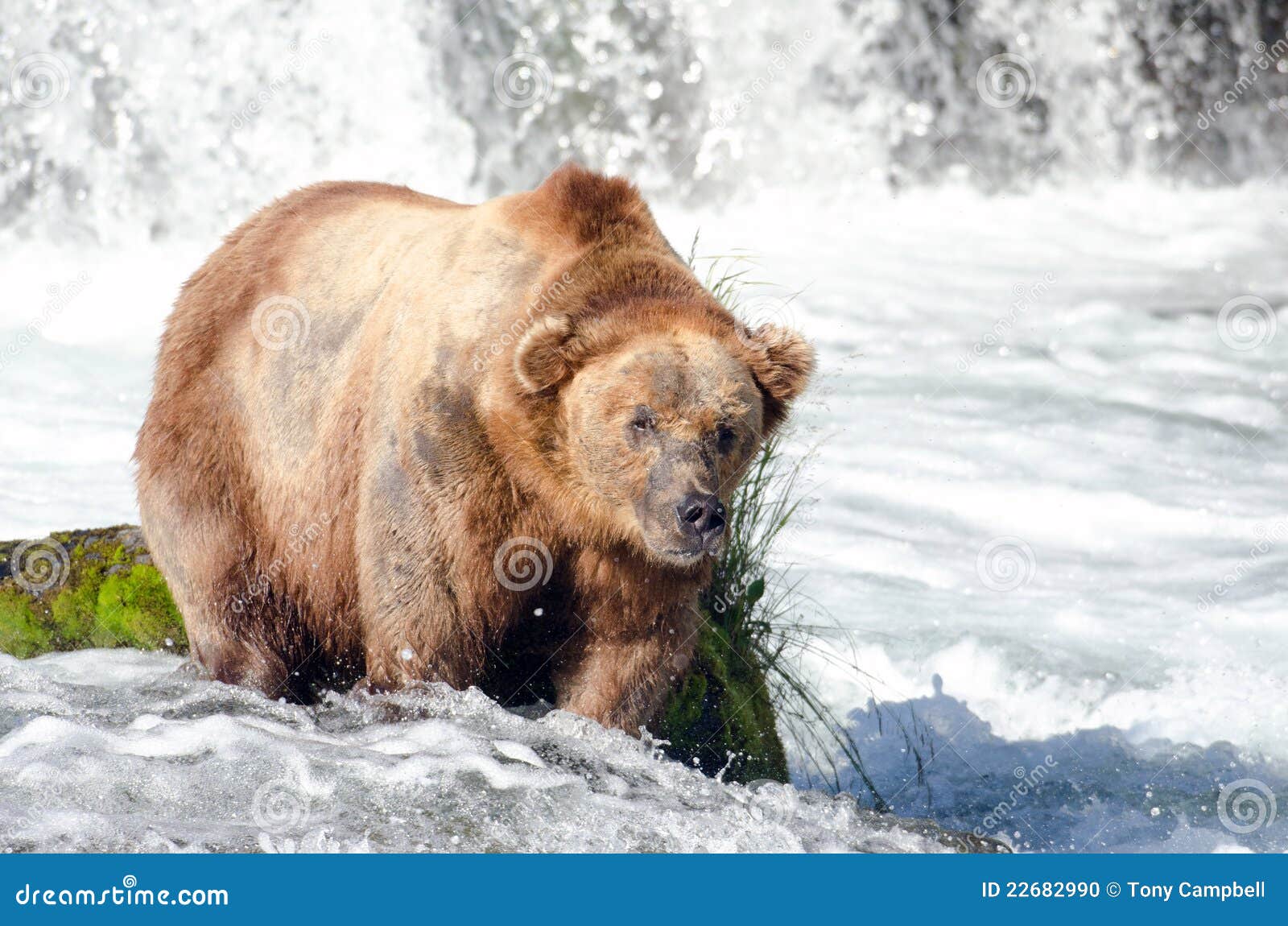 Large Alaska Brown Bear Waiting for Salmon Stock Photo - Image of river ...
