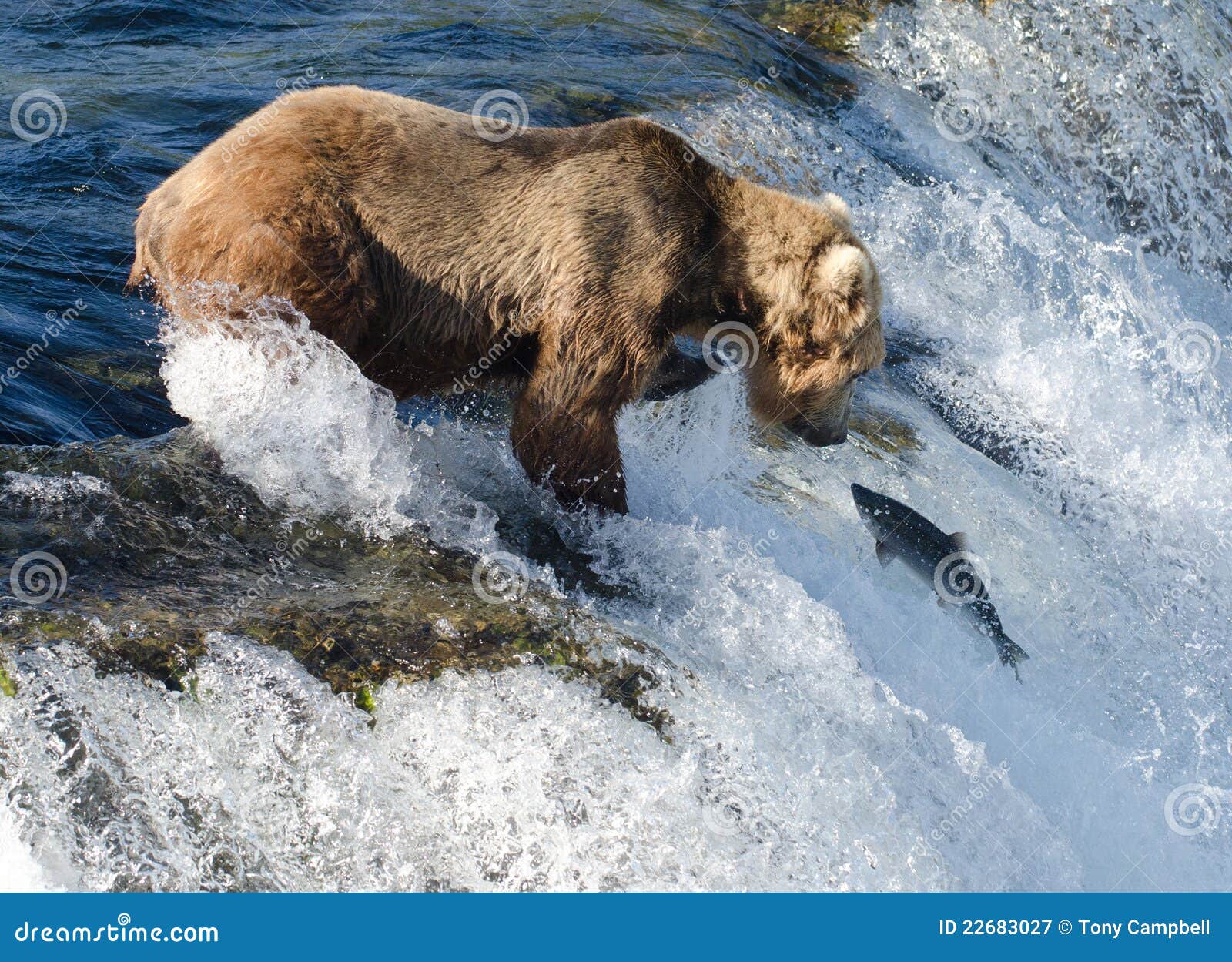 Large Alaska Brown Bear Waiting for Salmon Stock Image - Image of ...