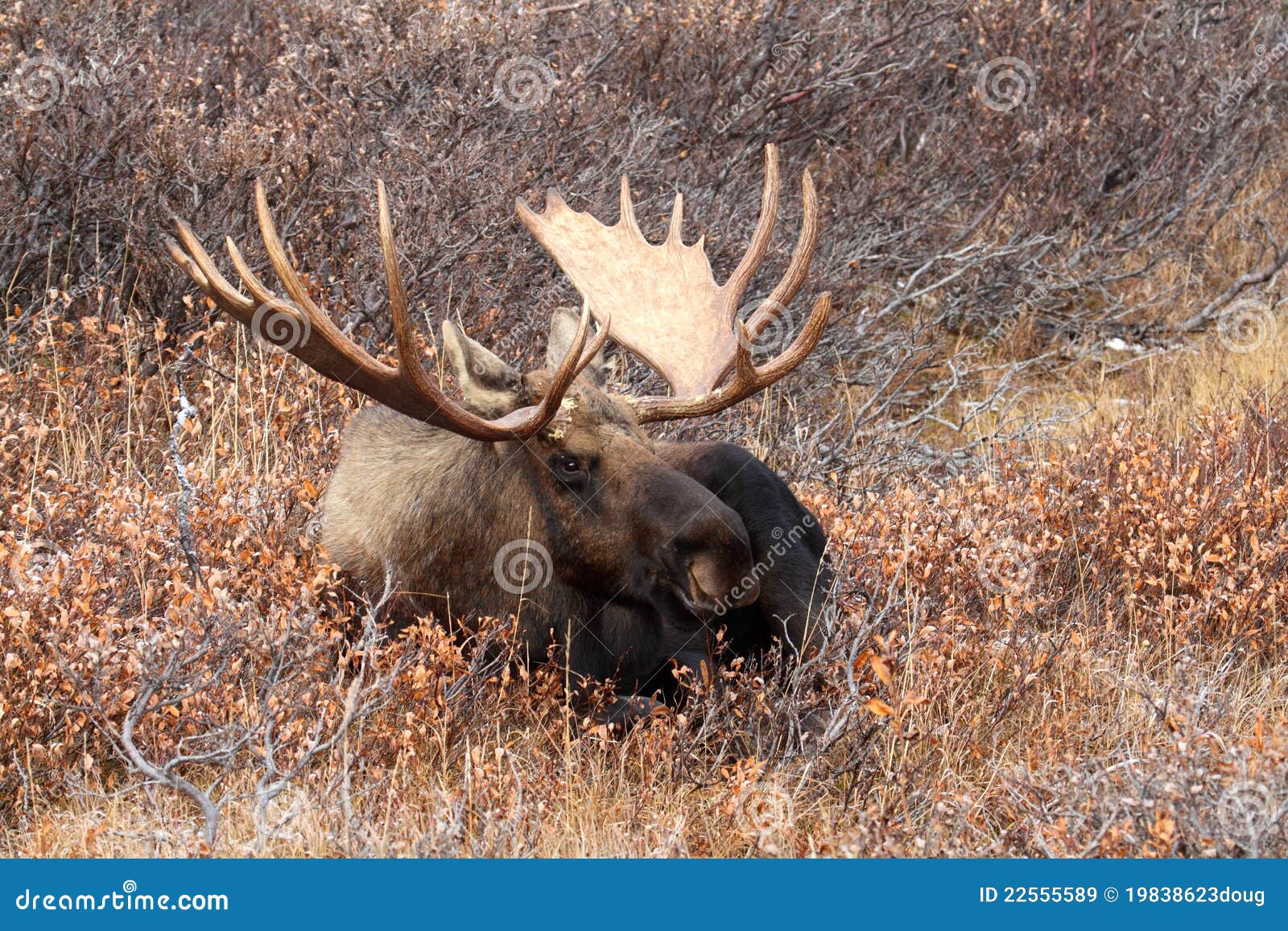 Large Alaska Bull Moose stock image. Image of leaves - 22555589