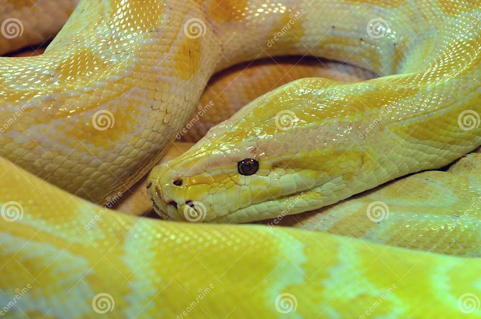 Large Albino Burmese Python Stock Photo - Image of florida, white: 28451784