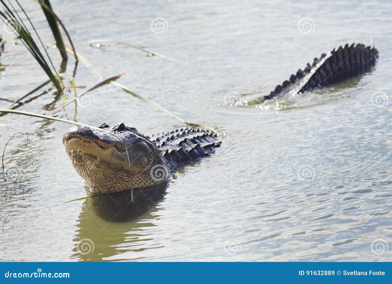 A Large Alligator Gar Fish In A Huge Tank Stock Image | CartoonDealer ...