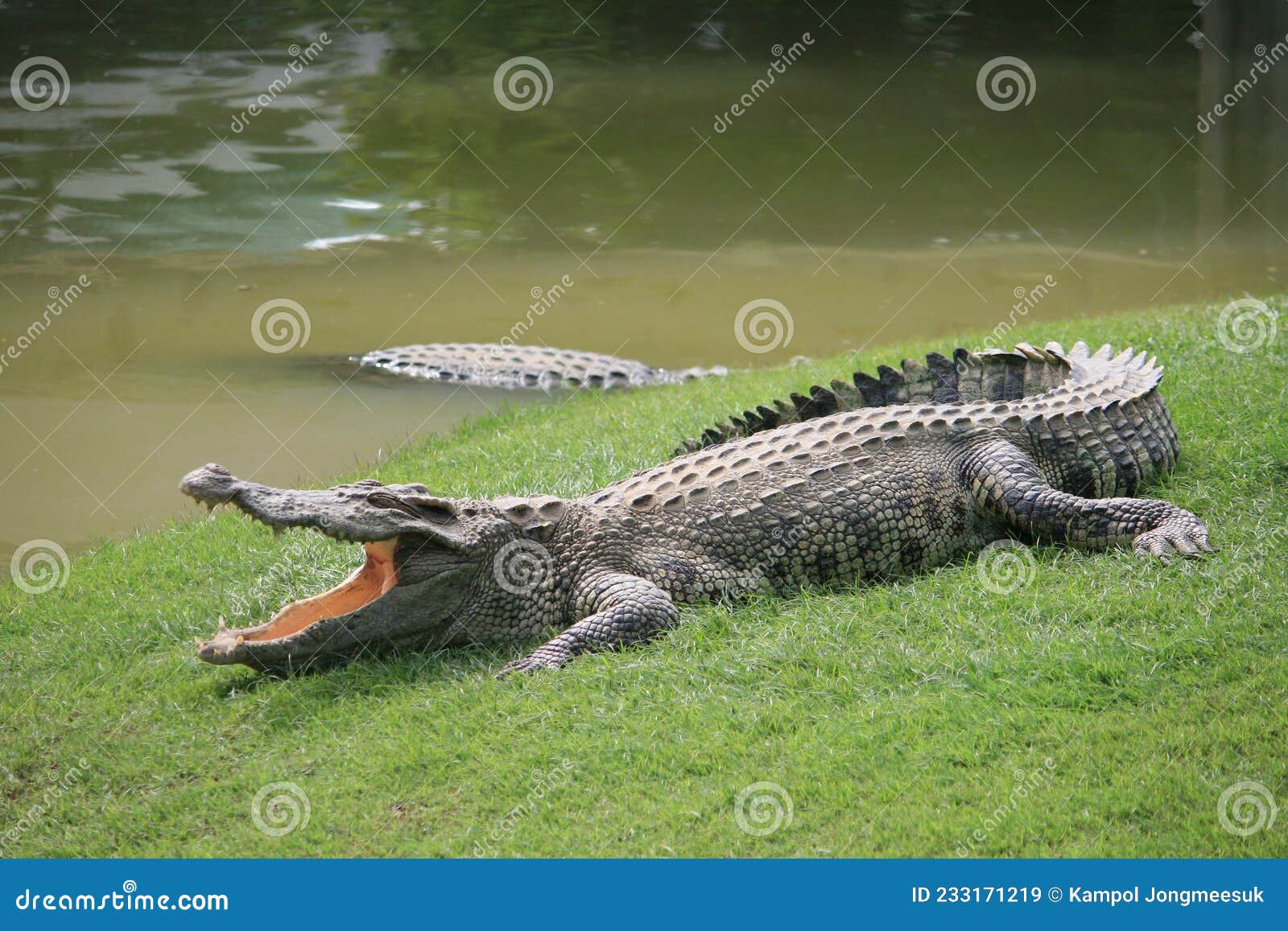 A Large Crocodile Walking on the Grass Stock Image - Image of monster ...