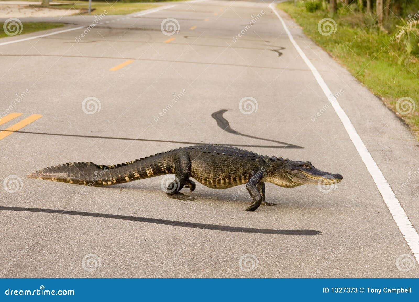 Large Alligator Crossing the Road Stock Image - Image of florida ...