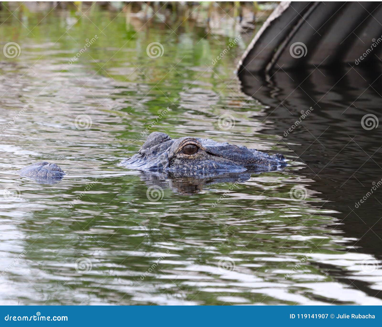 Alligator Exiting Drain Pipe Stock Image - Image of creature, pipe ...
