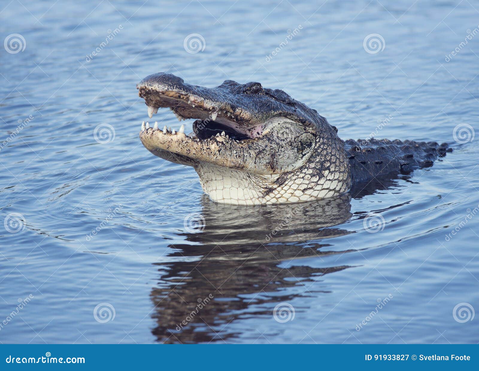 A Large Alligator Gar Fish In A Huge Tank Stock Image | CartoonDealer ...