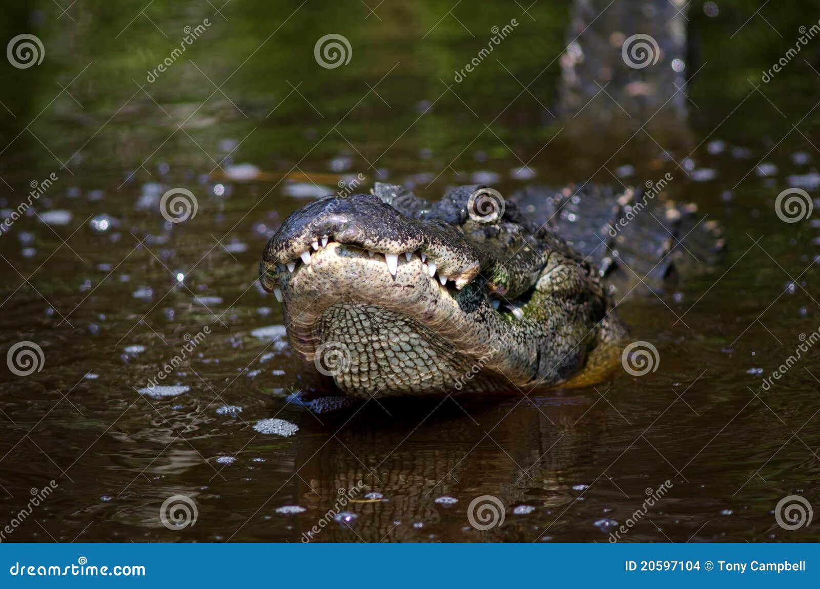Large Alligator in Florida Swamp Stock Photo - Image of american ...
