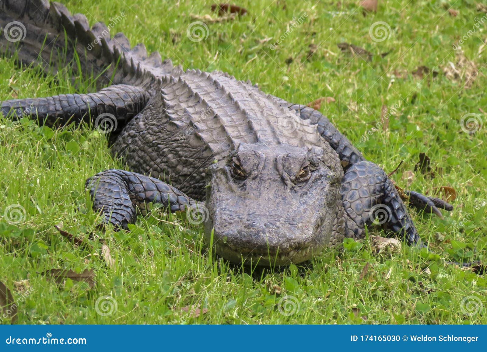 Large Alligator in Green Grass Stock Photo - Image of green, skin ...