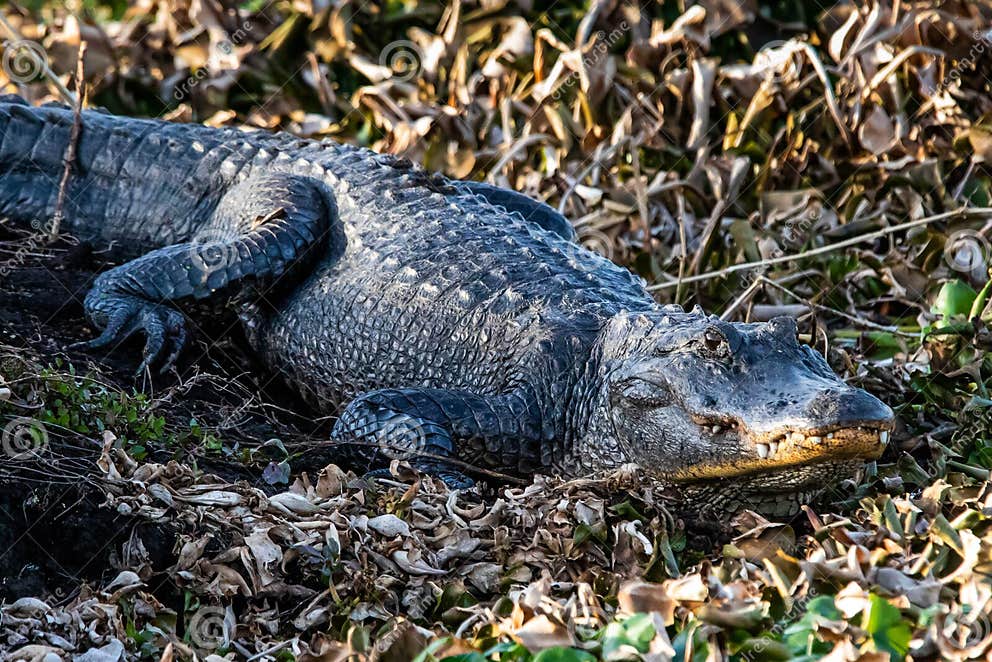 Large Alligator Laying in the Grass Under the Sun Stock Image - Image ...