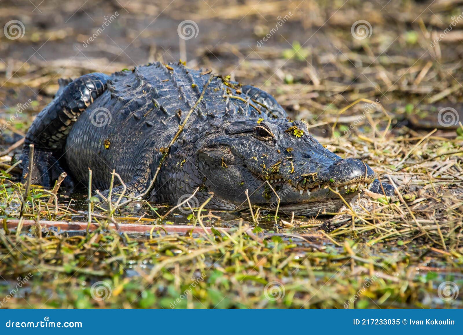 Large Alligator Laying in the Grass Under the Sun Stock Image - Image ...