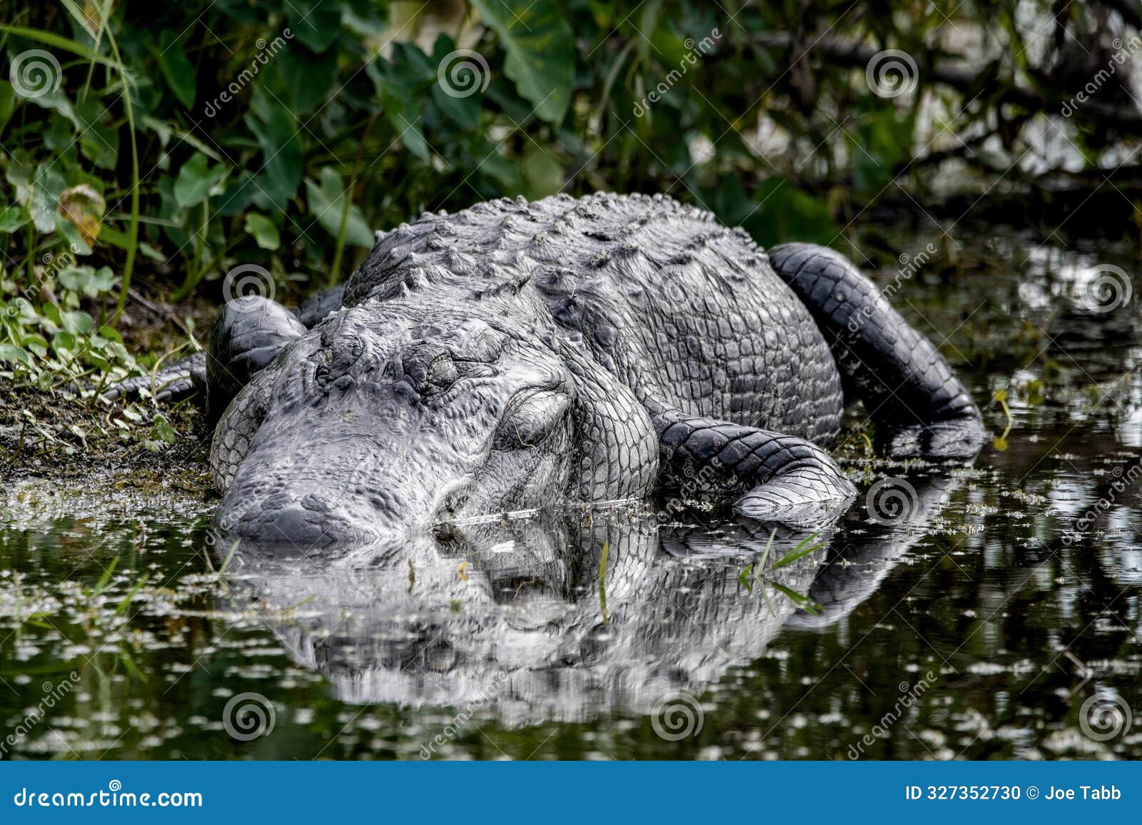 An Alligator Sleeping In The Grass, Everglades National Park Stock ...