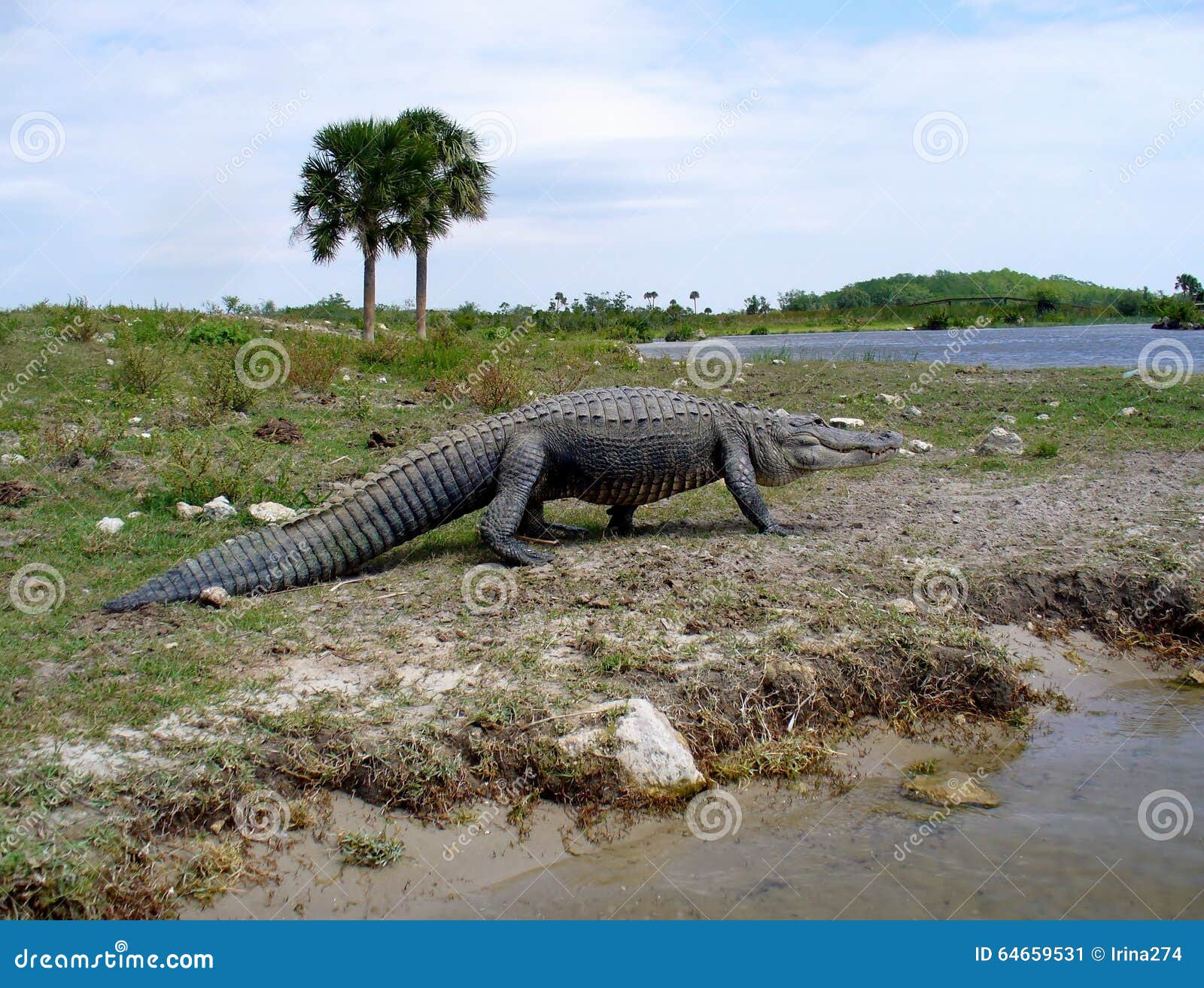 Large Alligator Walking on a River Bank Stock Image - Image of outdoors ...