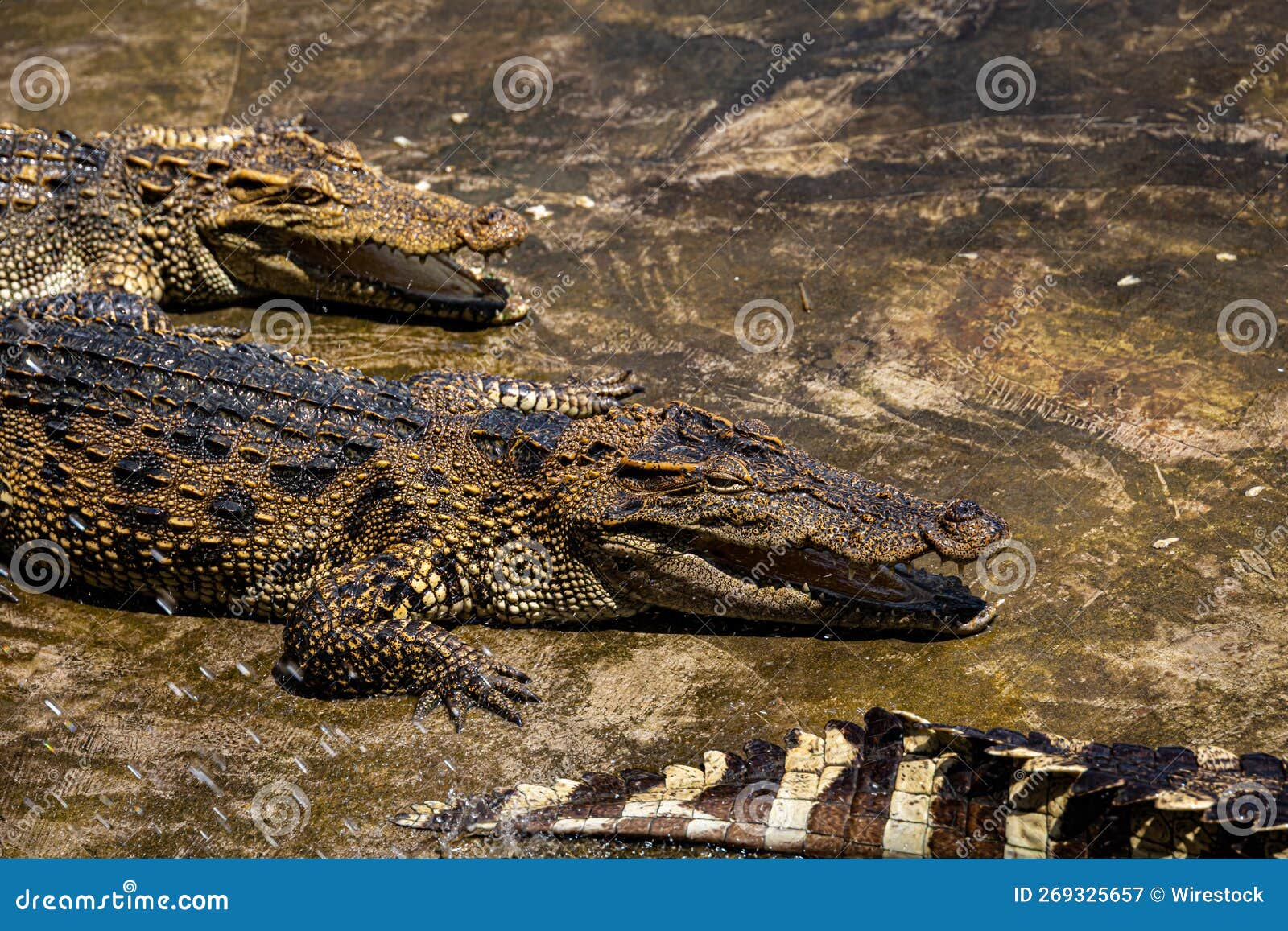 Large Alligators In A Mangrove Swamp On Can Gio Island In Vietnam Stock ...