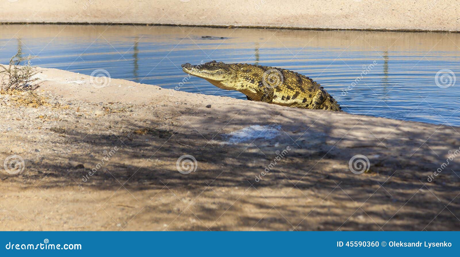 Large American alligator stock photo. Image of alligators - 45590360