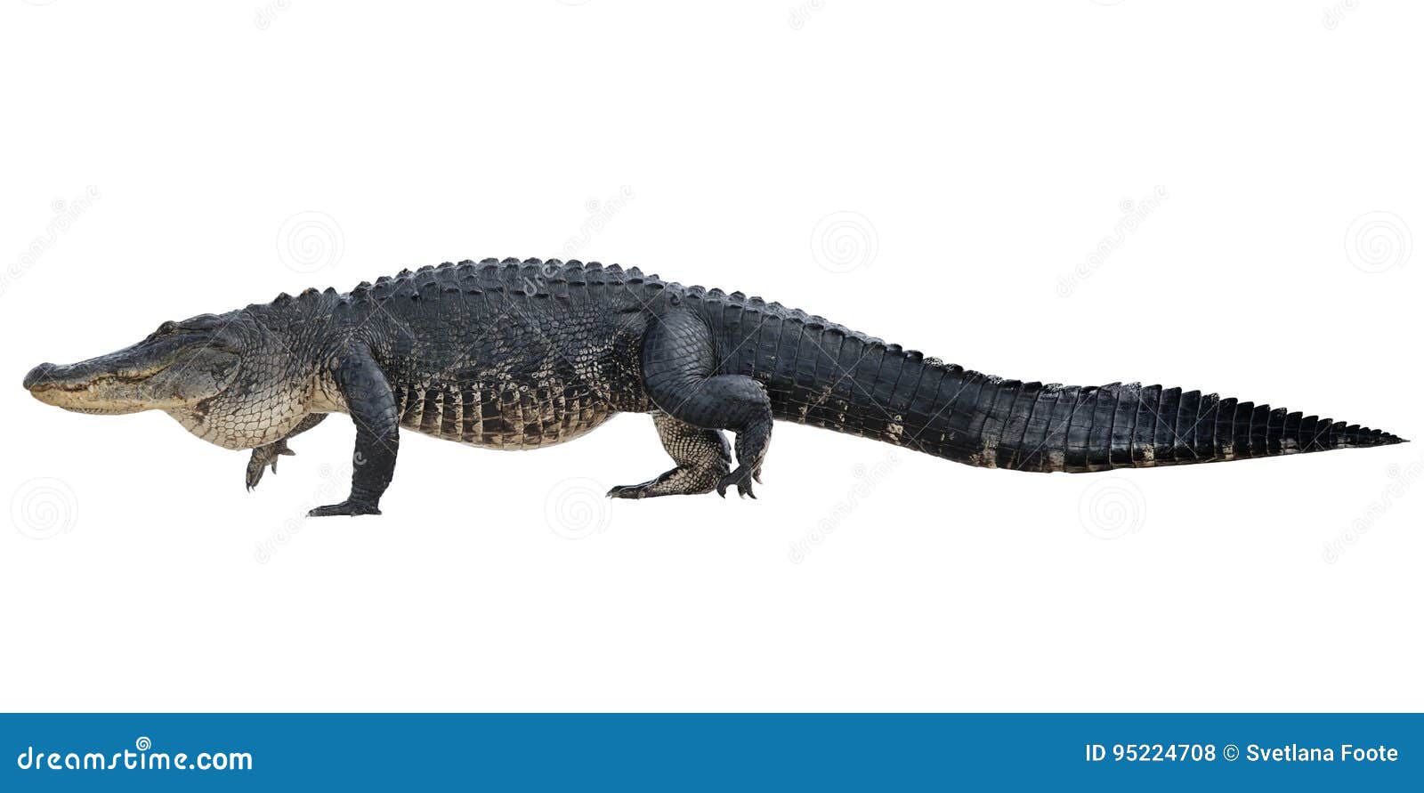 Large American Alligator stock photo. Image of wildlife - 95224708