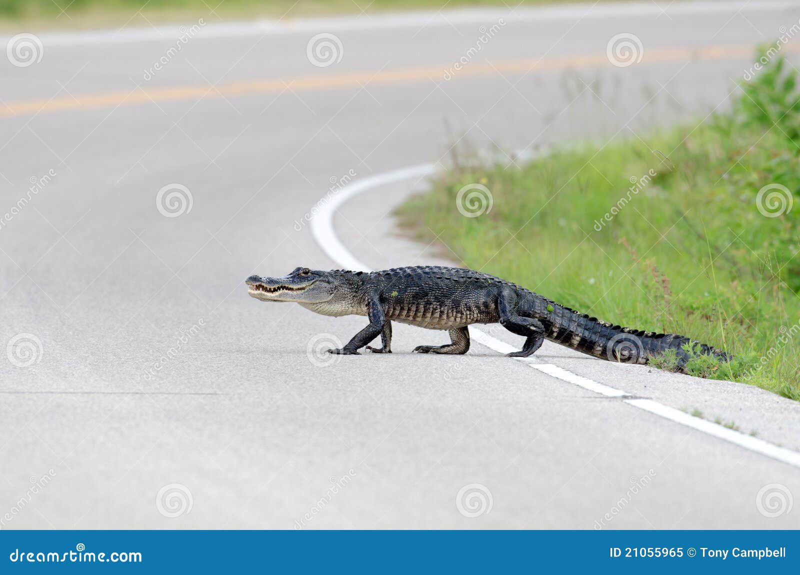 Large American Alligator in the Road Stock Image - Image of basking ...