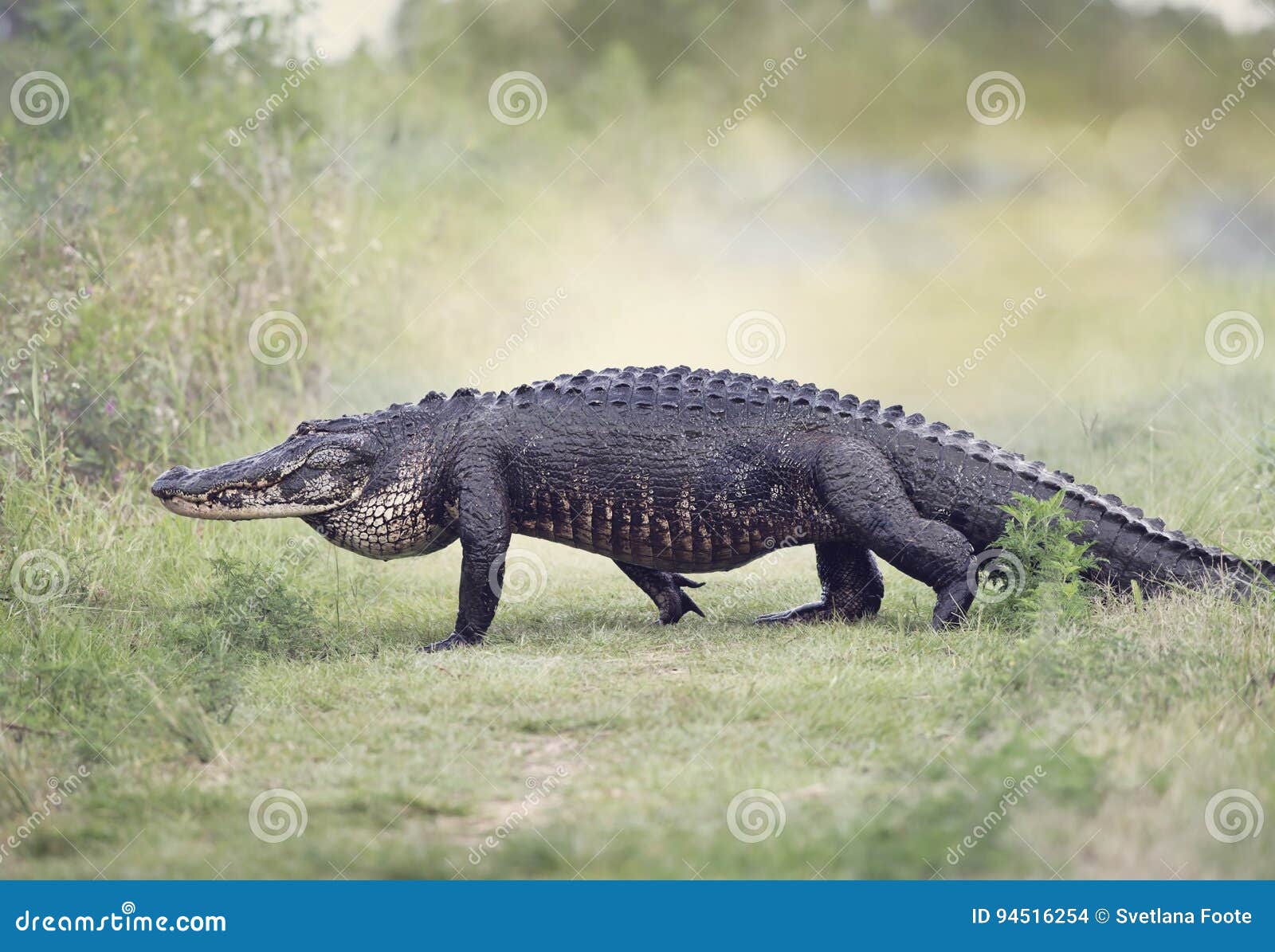 Large American Alligator Walking Stock Photo - Image of reptile, animal ...