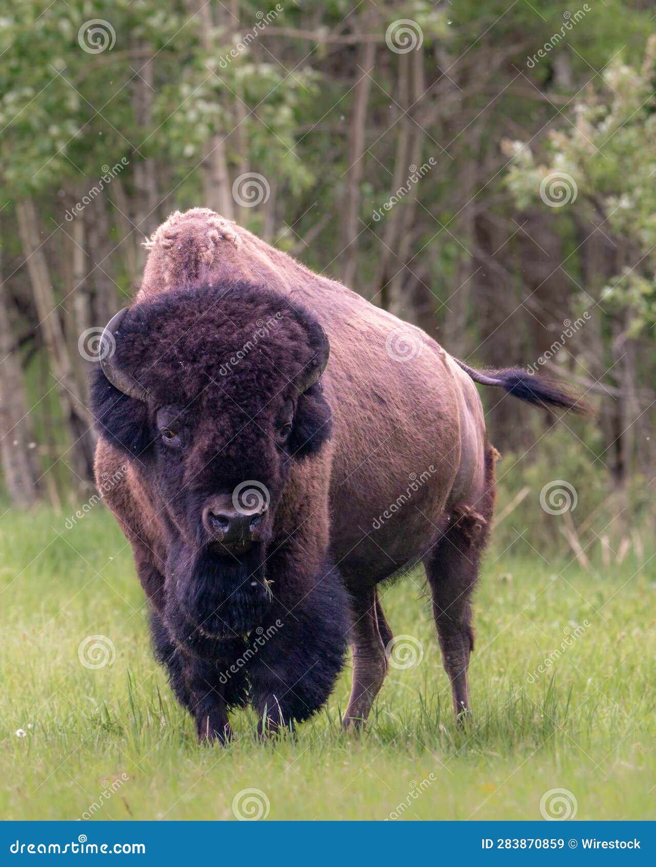 Large, American Bison Strolling through a Grassy Meadow Surrounded by ...