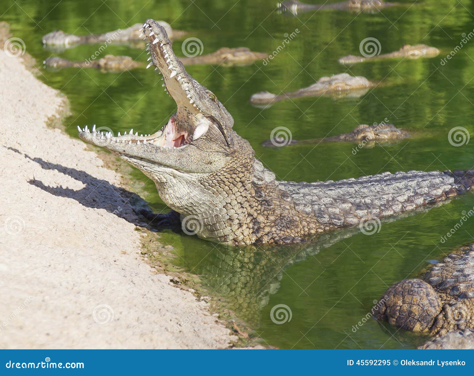 Large American Crocodile with an Open Mouth Stock Image - Image of skin ...