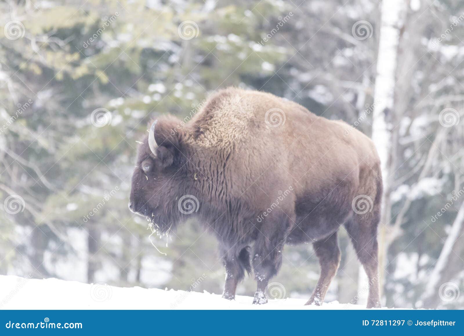 Winter Scene Buffalo Stock Images - Download 102 Photos