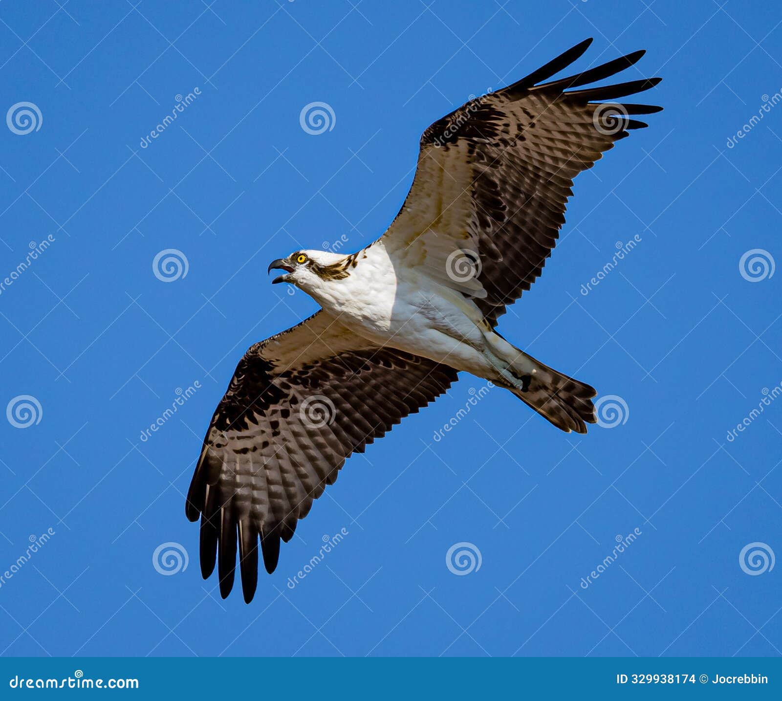 Large American Osprey Flies Overhead with Mouth Open Calling for Mate ...