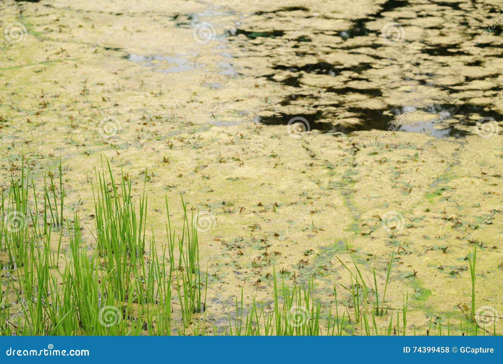 Large Amount of Algae in Pond Stock Photo - Image of dirty, detail ...